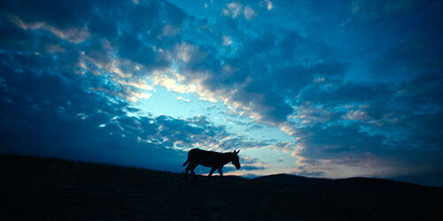 2022년 까이에 뒤 시네마 TOP 10 - DVDPrime