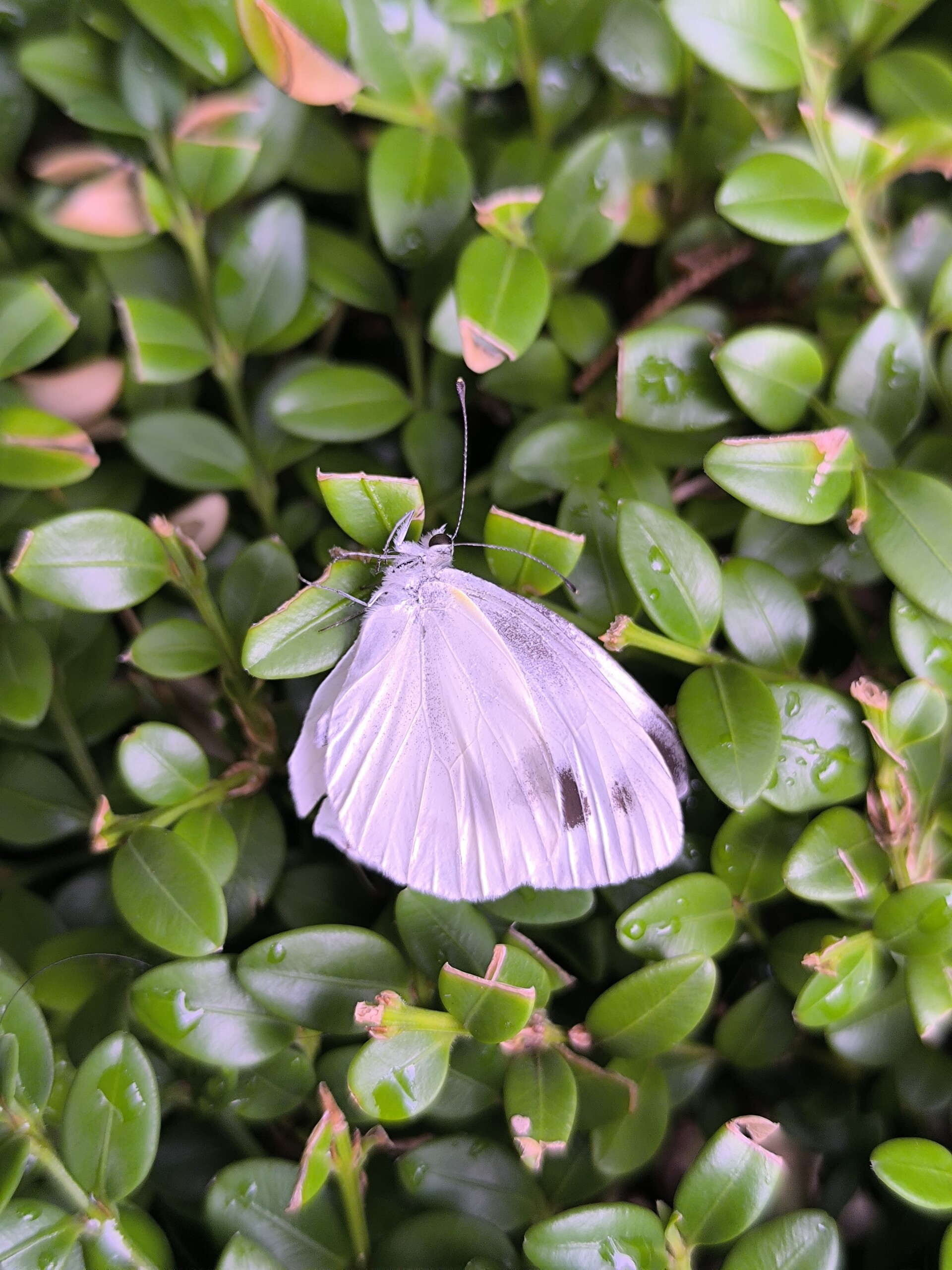 장마와 나비 - DVDPrime