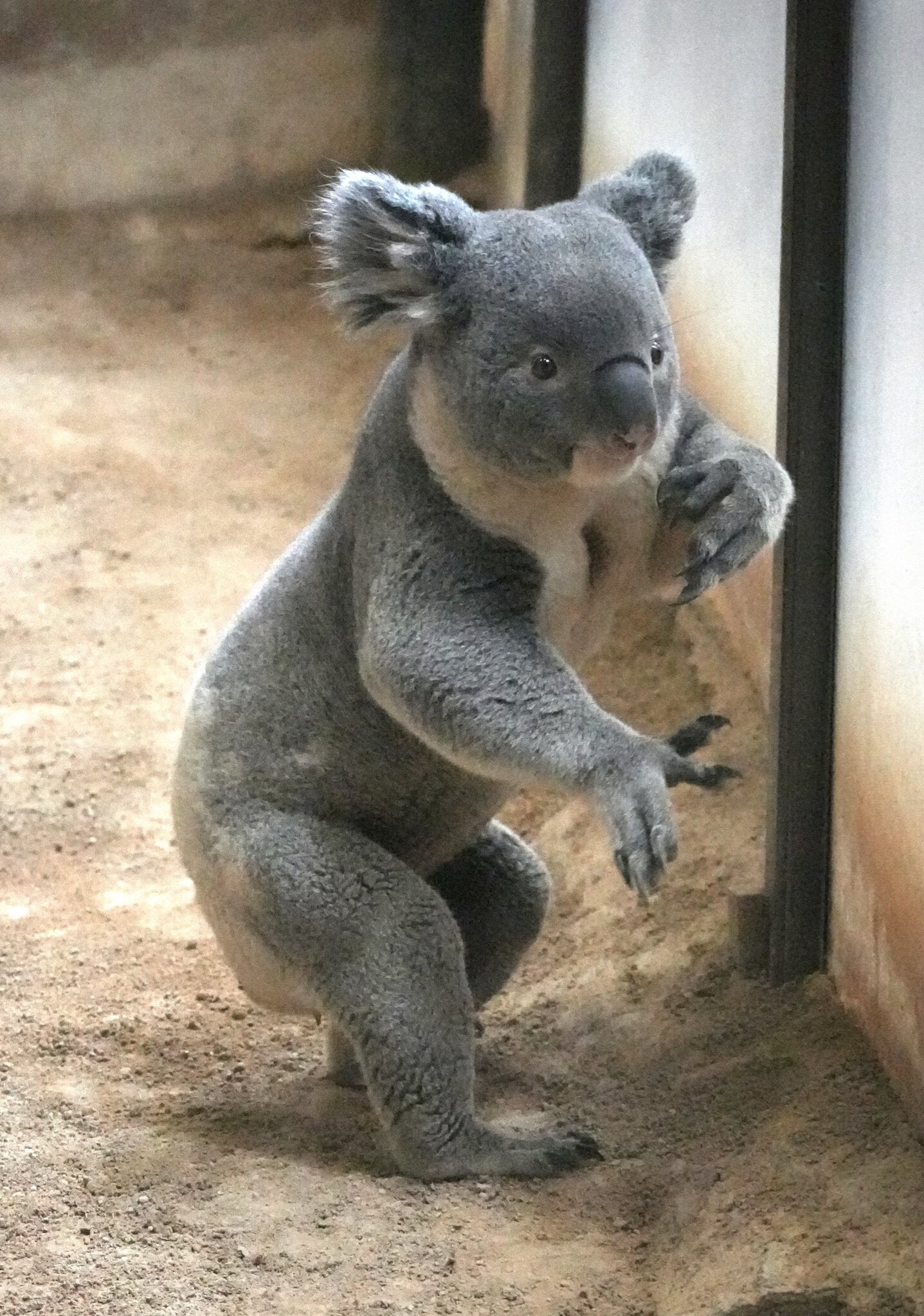 호주에 처음 가는 DP저씨들이 주의해야 되는 동물... - DVDPrime