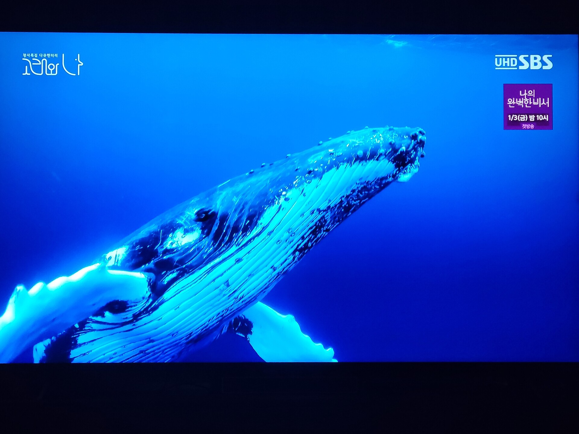 SBS 고래와나 다큐멘터리 화질(UHD) 좋네요. - DPrime