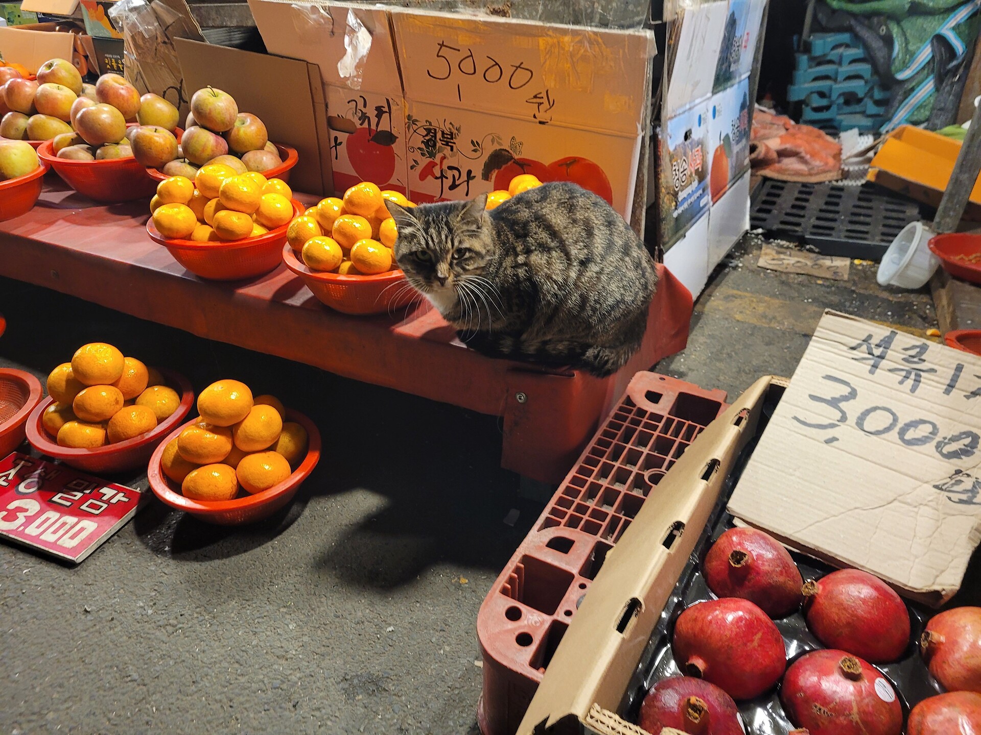 대구 어느 시장의 귤파는 고양이 - DVDPrime