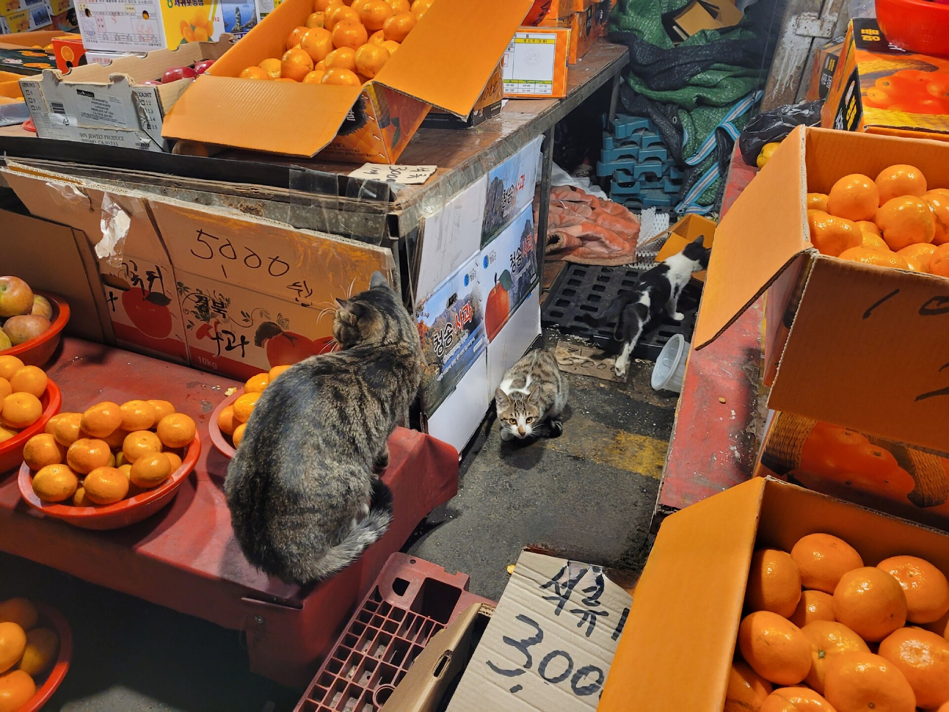 대구 어느 시장의 귤파는 고양이 - DVDPrime