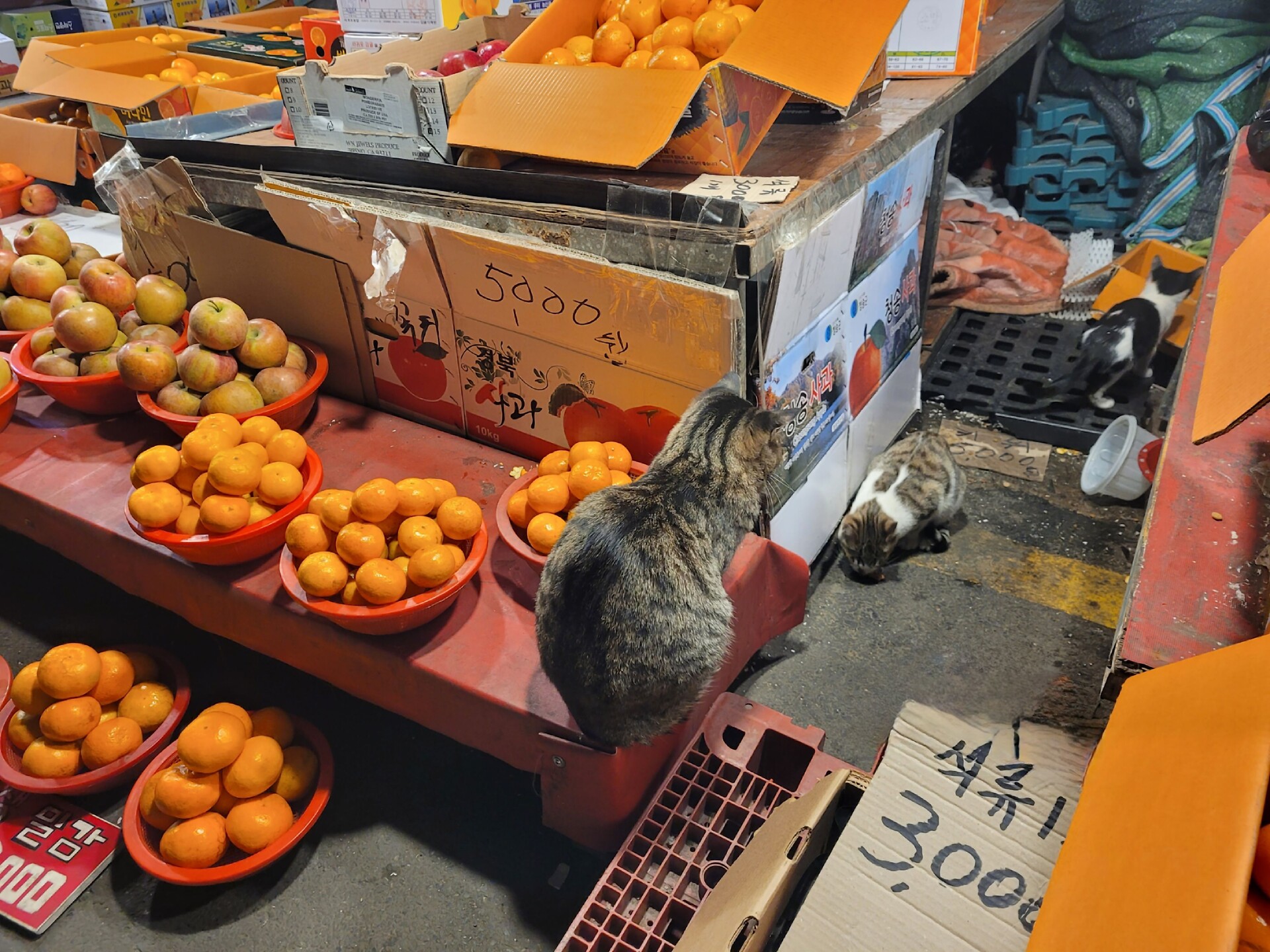 대구 어느 시장의 귤파는 고양이 - DVDPrime