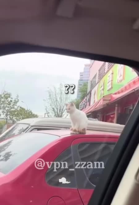 물 흐르듯 자연스러운 냥줍.mp4 - DVDPrime