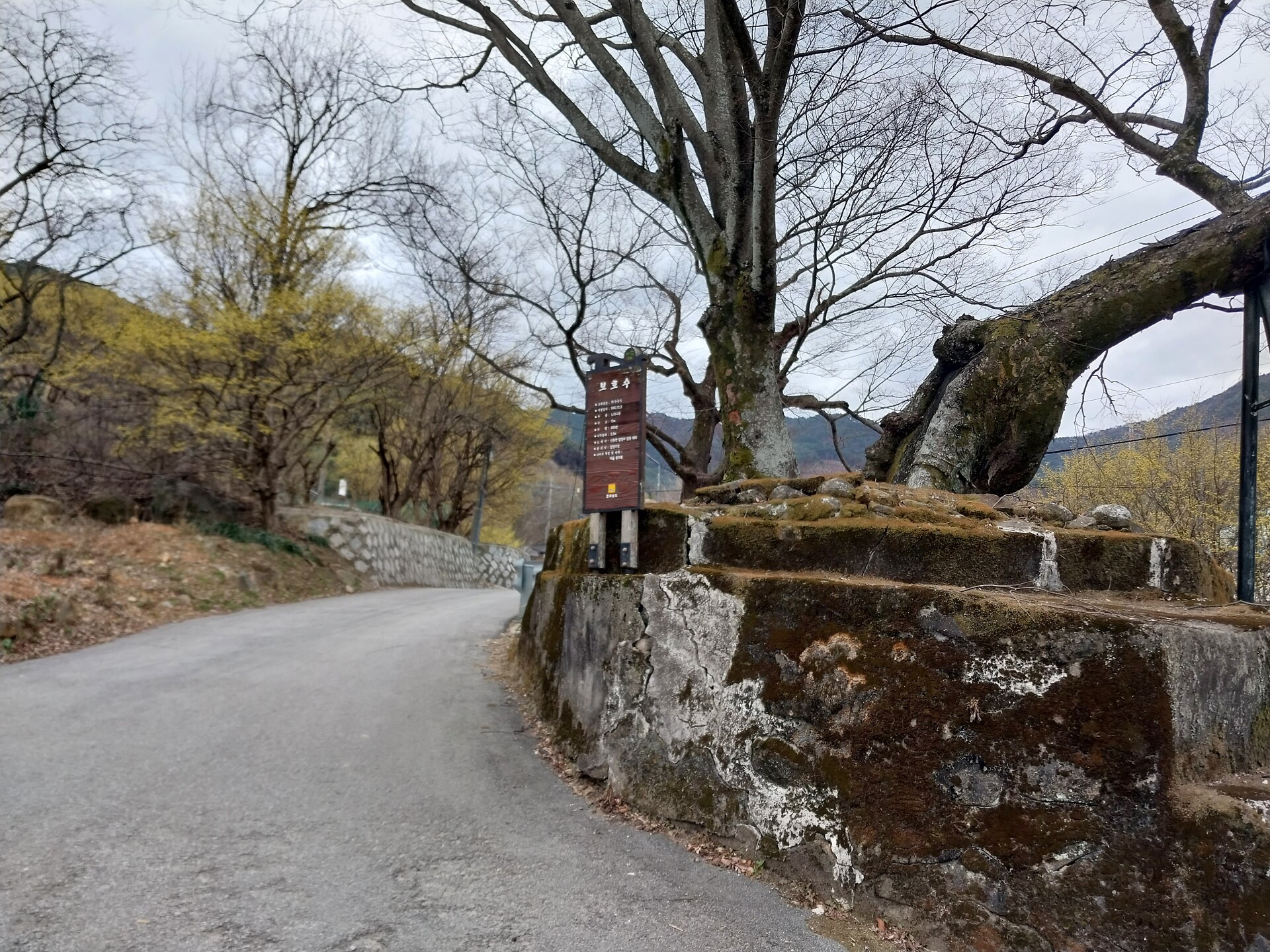 광양매화축제, 구례 산수유축제 오늘자 후기 - DPrime