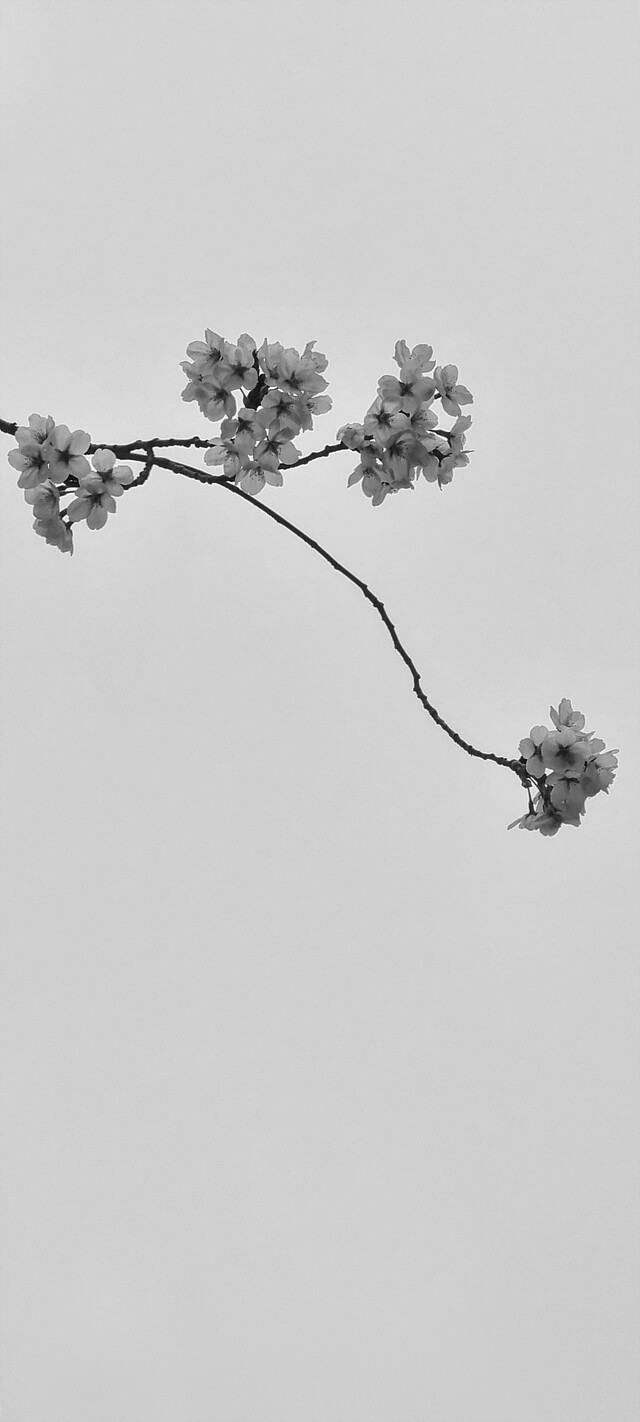 여백의 미.jpg - DVDPrime