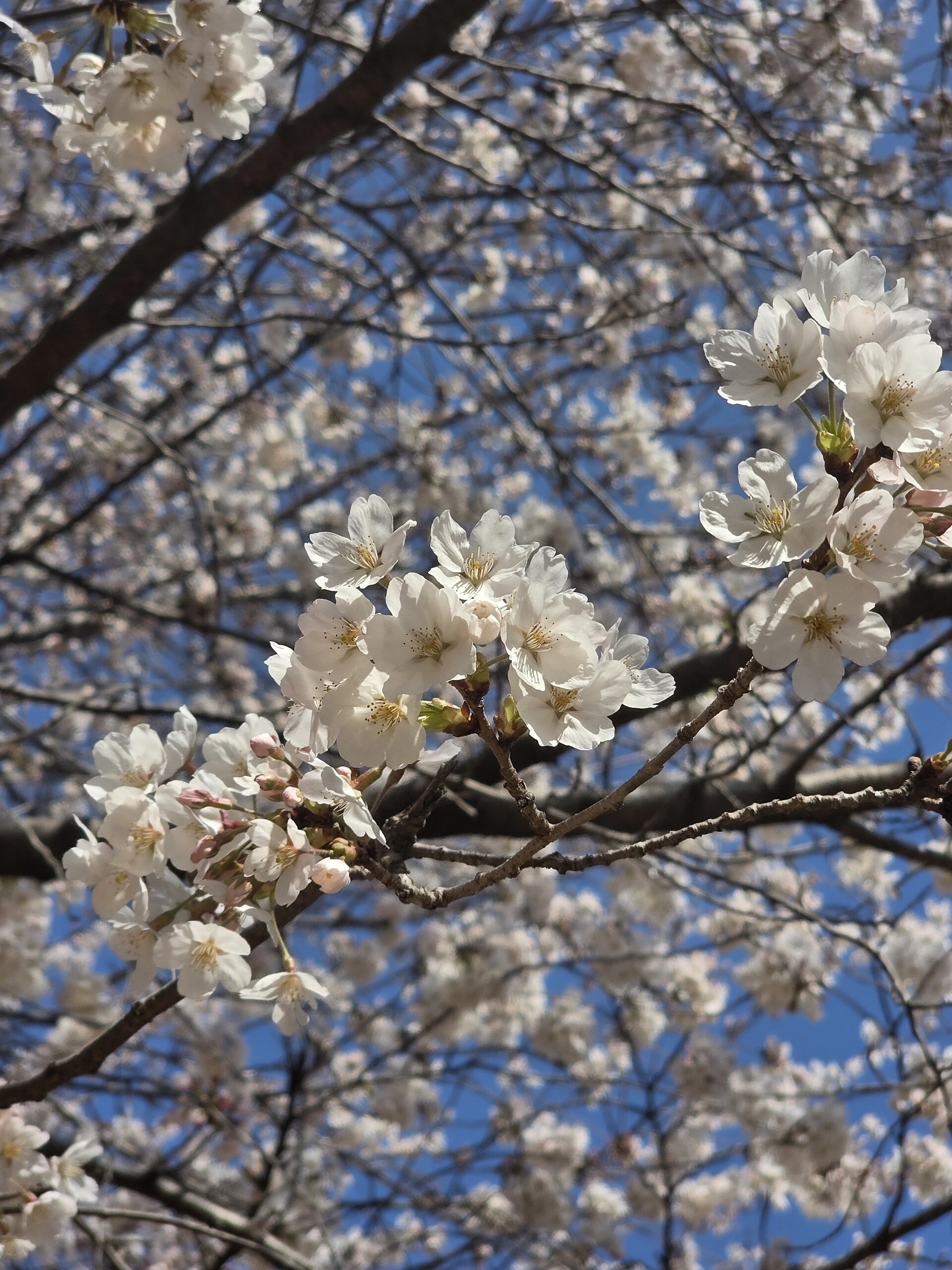 봄의 전령들. 현호색 제비꽃 벚꽃 동백꽃 - DPrime