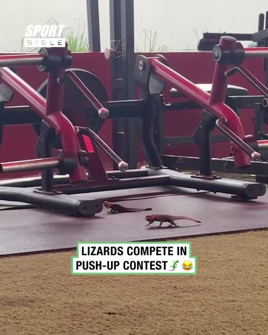 헬스장 3년차 도마뱀.mp4 - DVDPrime