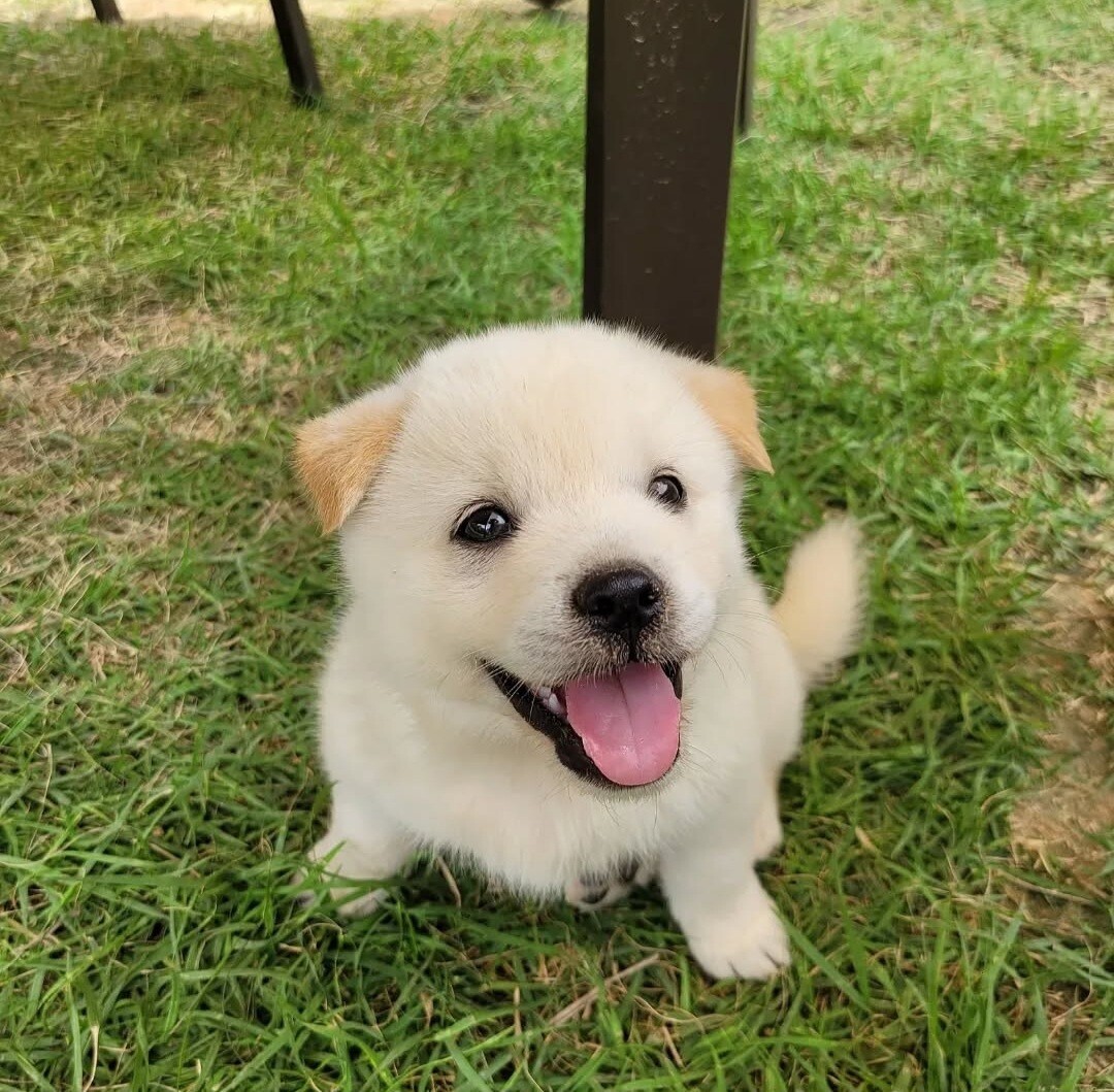 치명적인 시고르댕댕이.gif - DPrime