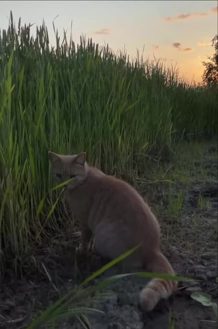 내가 움추린건... - DVDPrime