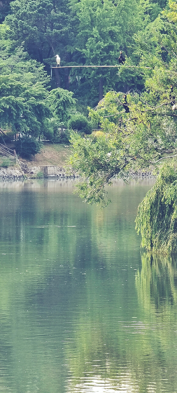 10배 줌으로 찍은 새 사진.jpg - DVDPrime