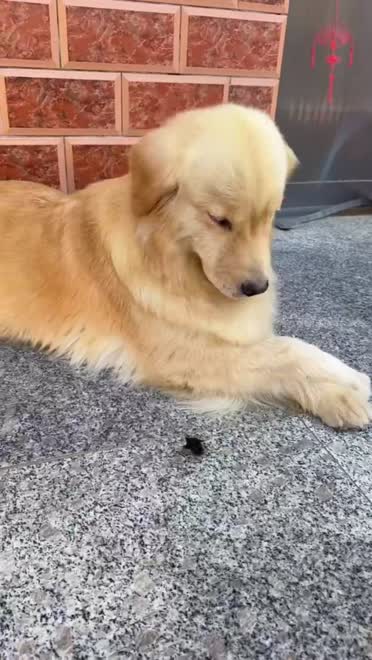 아 꼬숩다 - DVDPrime