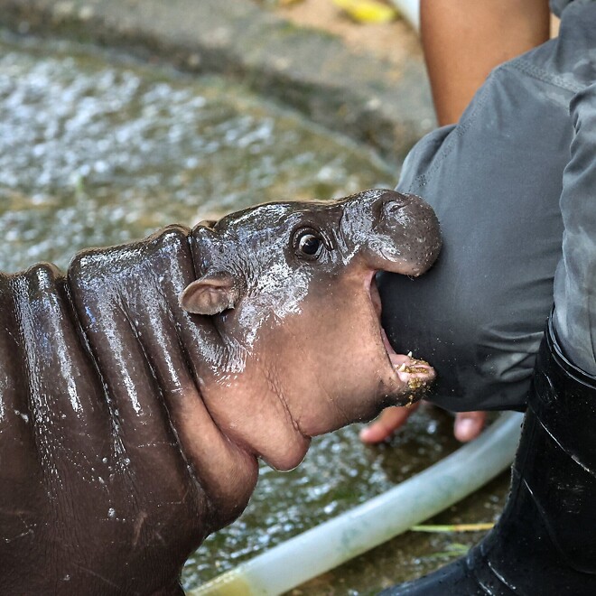 물돼지 사진 - DVDPrime