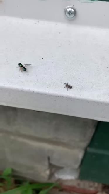 파리 vs 거미 - DVDPrime