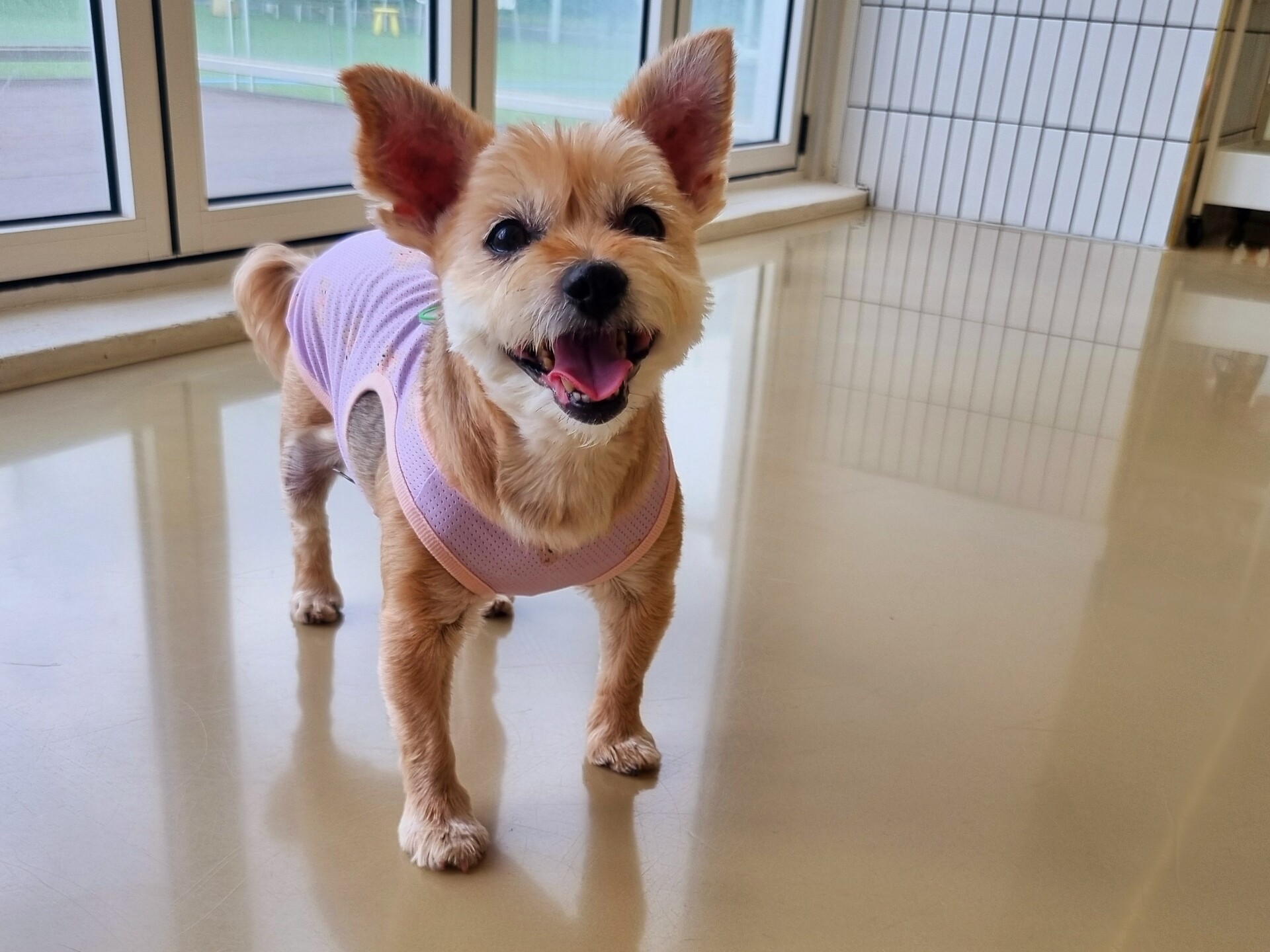 유기견 보호센터에 다녀 왔습니다. - DVDPrime