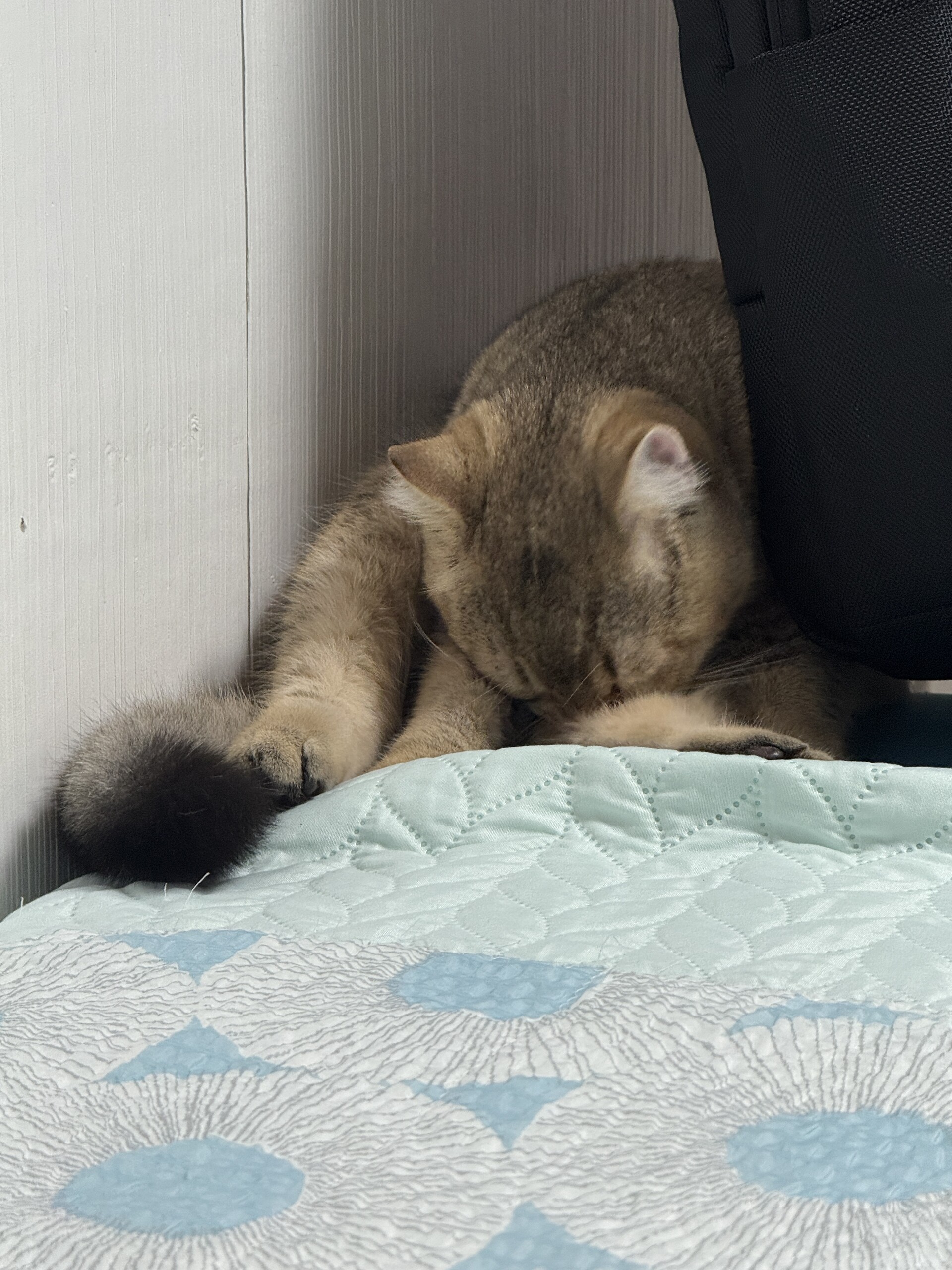 어쩔수 없이 집사로 복귀합니다 - DVDPrime