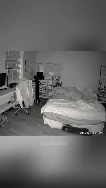 파라노말 냥티비티.mp4 - DVDPrime