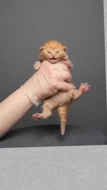 냥이 11개월? 생장 - DVDPrime