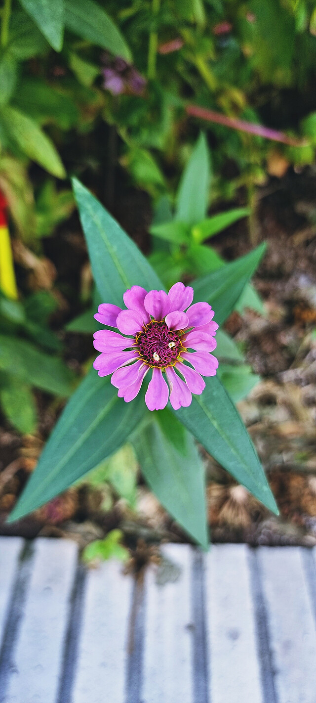 그냥 꽃 사진.jpg - DVDPrime