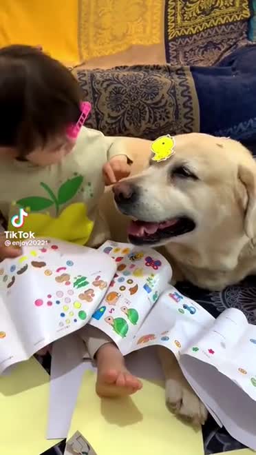 아기랑 놀아주는 리트리버 - DVDPrime