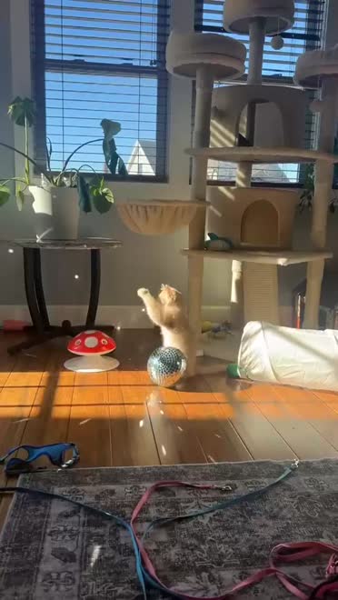 미러볼이 신기한 아깽이 - DVDPrime