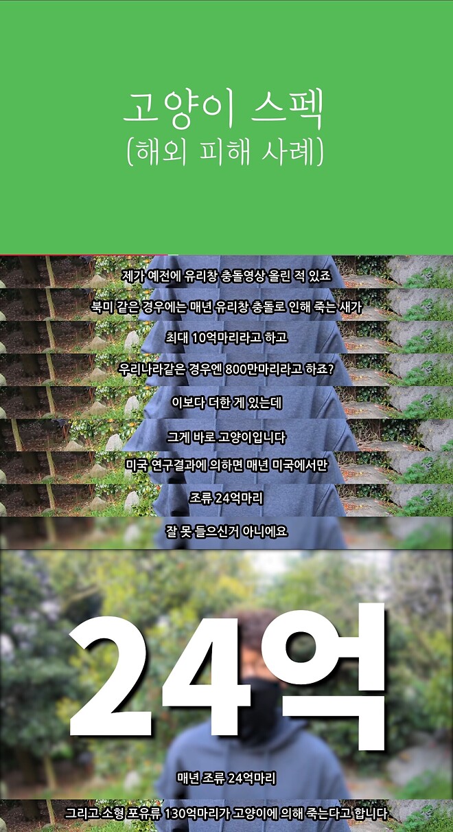 '귀엽긴 한데'…홍성 용봉산 고양이 어쩌나? - DVDPrime