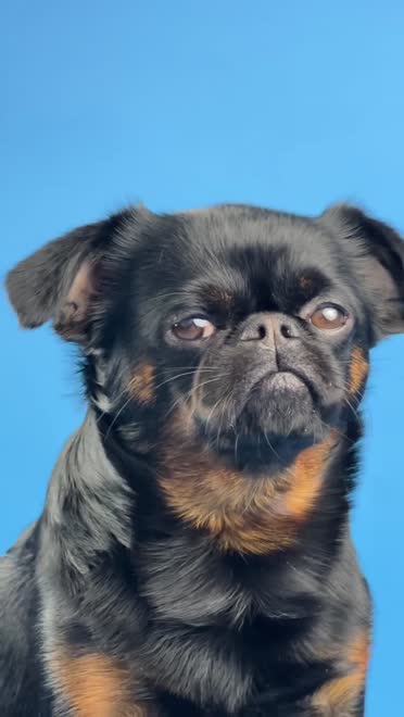 매사 의욕 없고 세상 우울한 댕댕이.mp4 - DVDPrime