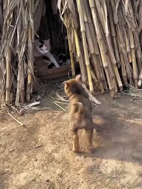 아기들 좀 보러 왔어요 - DVDPrime