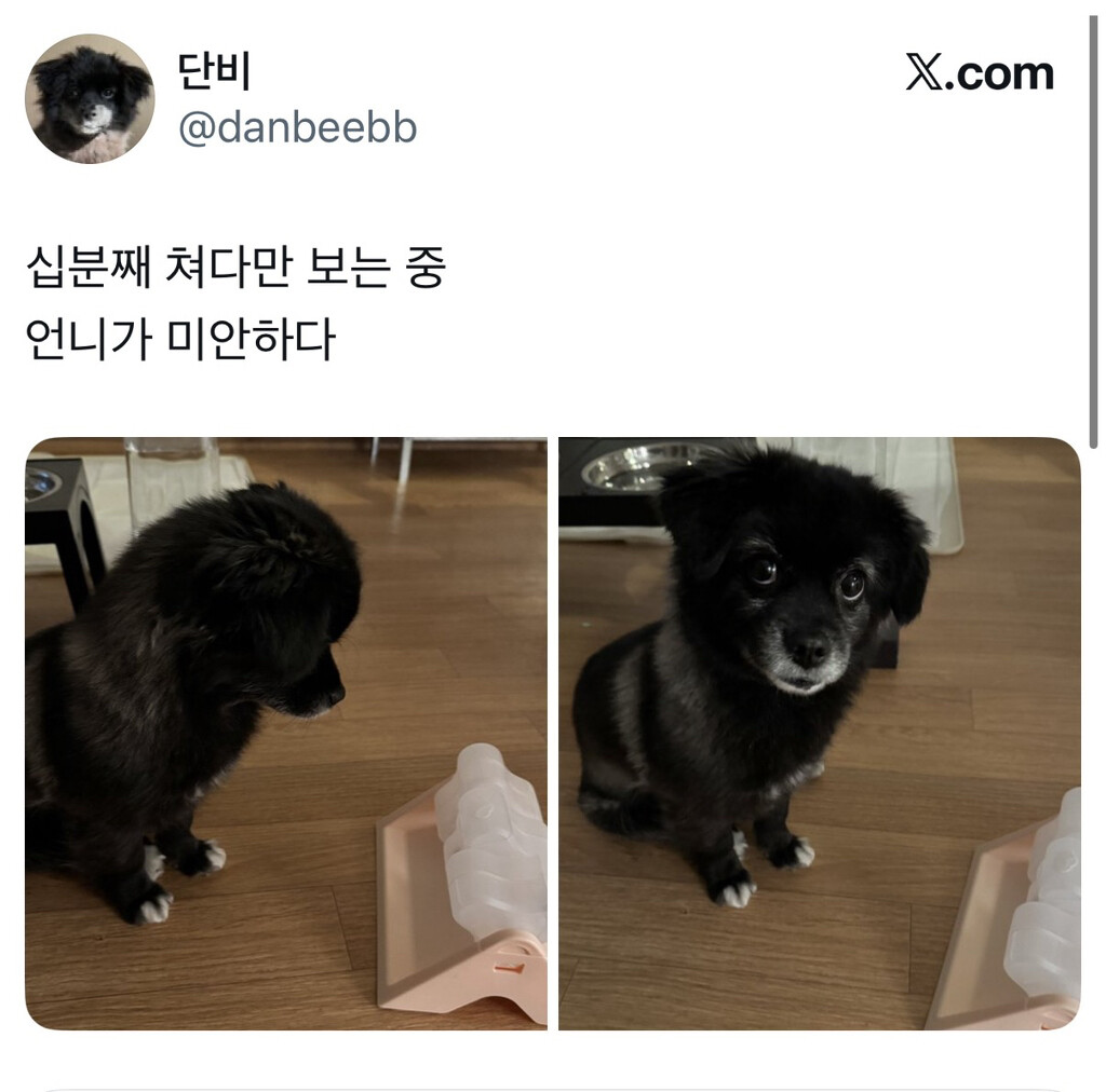 전혀 이해 못함. 오늘도 다이소에 3천원 기부했다 - DVDPrime 못웃기면맞는다 게시판