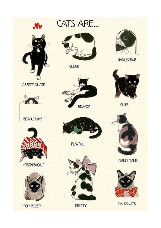 심장이 위험해지는 고양이 그림 - DPrime