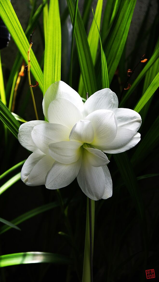 아마릴리즈 - DPrime