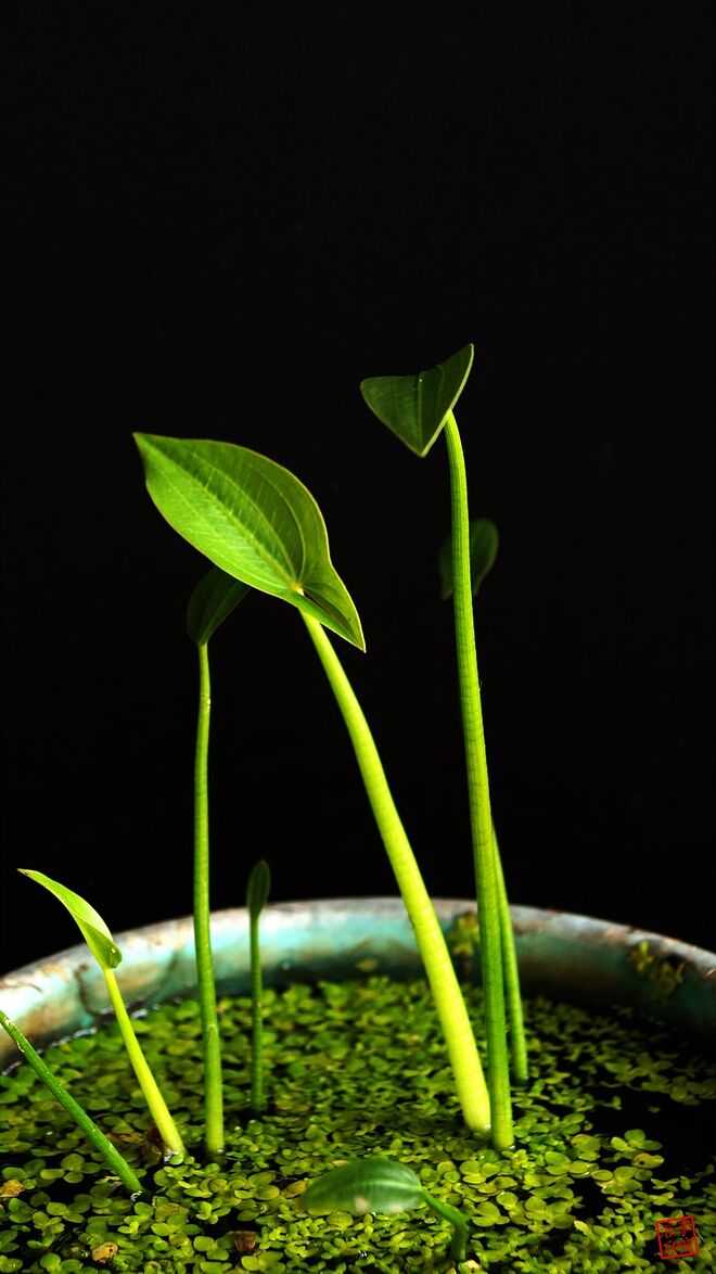 벗풀 다운 잎이 나오는군요 - DVDPrime