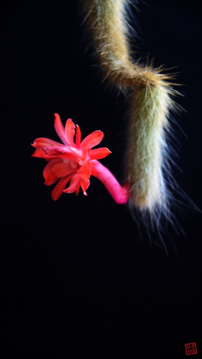 원숭이꼬리선인장 - DPrime