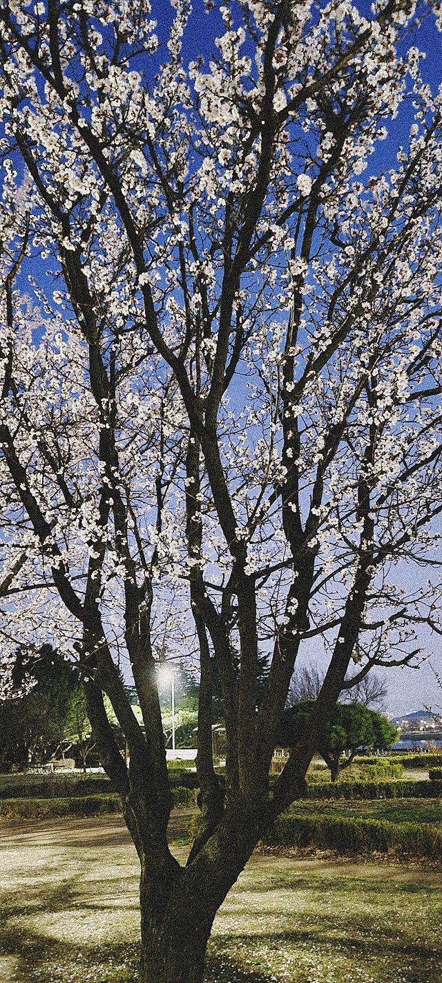 저녁에 본 살구꽃.jpg - DPrime