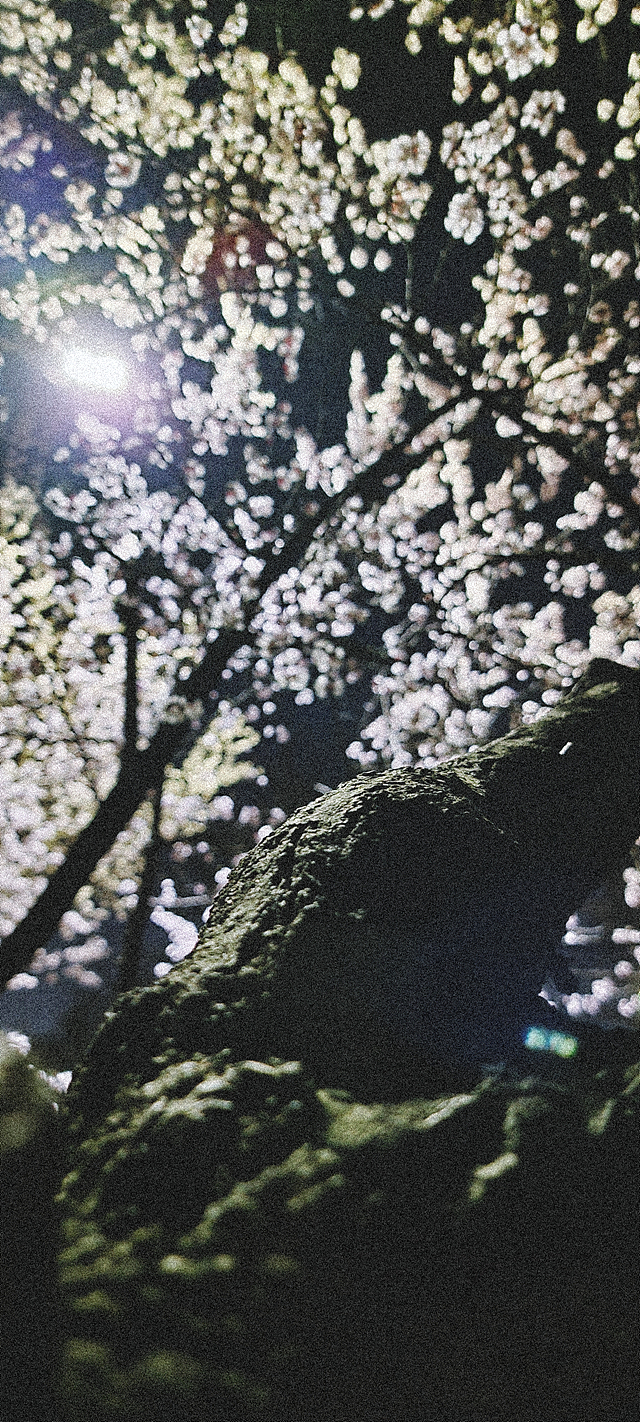 저녁에 본 살구꽃.jpg - DPrime