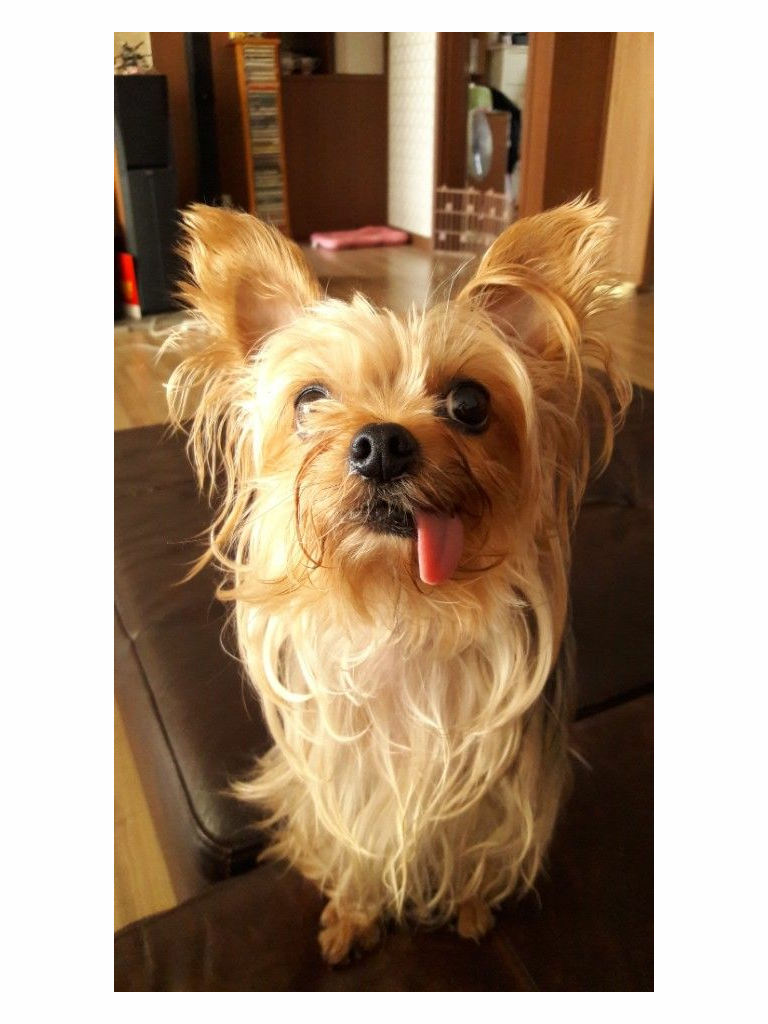 홀로남은 반려견 마루인사 드립니다. - DPrime