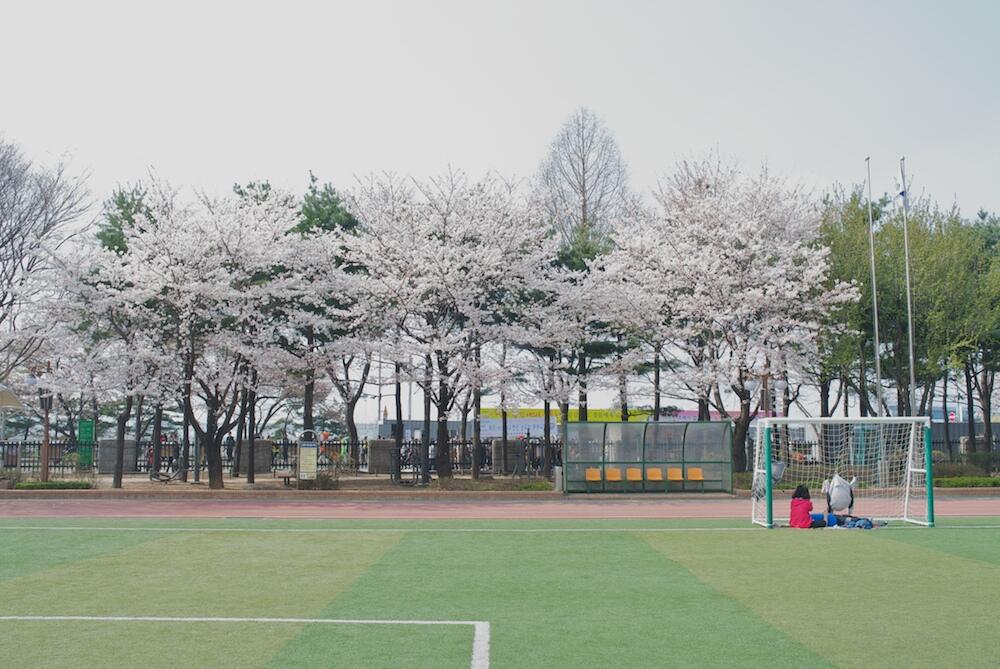 [풍경] 여의도 벚꽃 구경_2 - DVDPrime