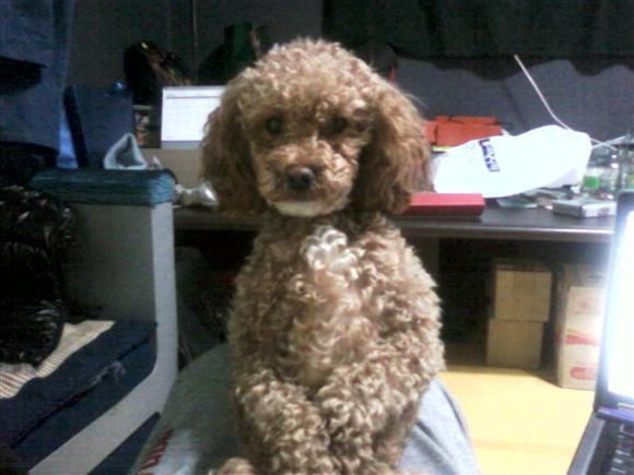 [강아지사진] 한번 올려봐요... - DVDPrime