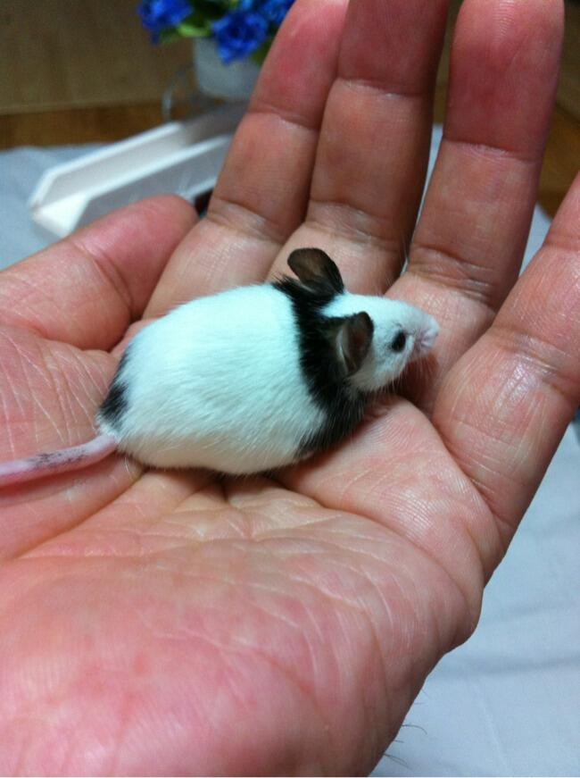 [dpⓘ] 새식구가 들어왔습니다 - DVDPrime