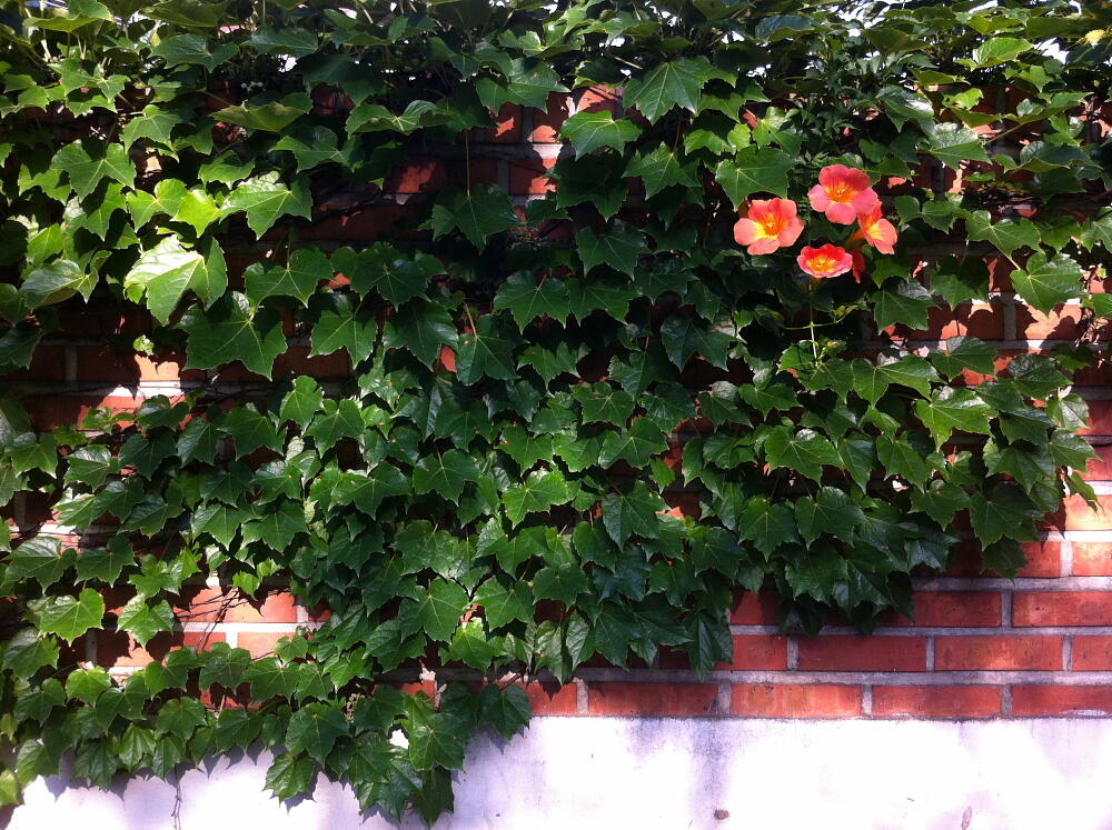 [사진] 여름풍경#1 - DVDPrime