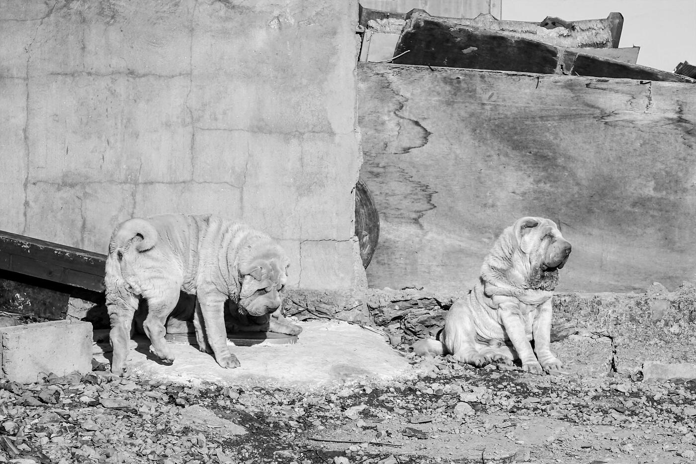 [소니 a7] 클리어줌 기능 괜찮네요. - DVDPrime