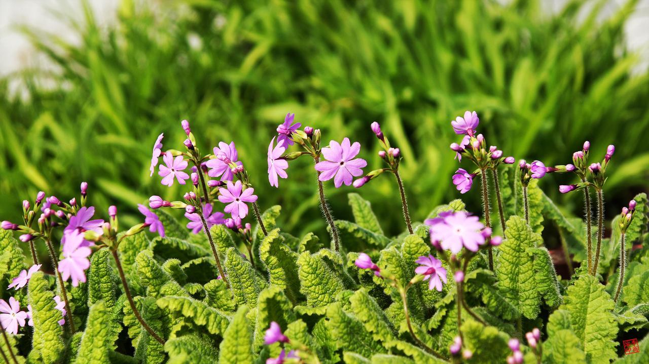 [DPⓐ] 오늘도 동네 기웃기웃 - DVDPrime