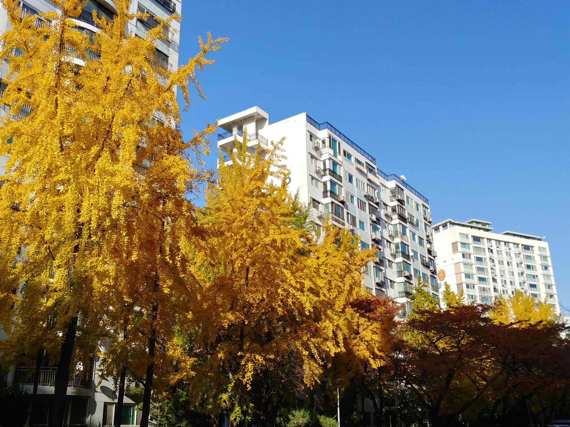 여기저기 사진(24) 집근처 가을단풍 - DPrime