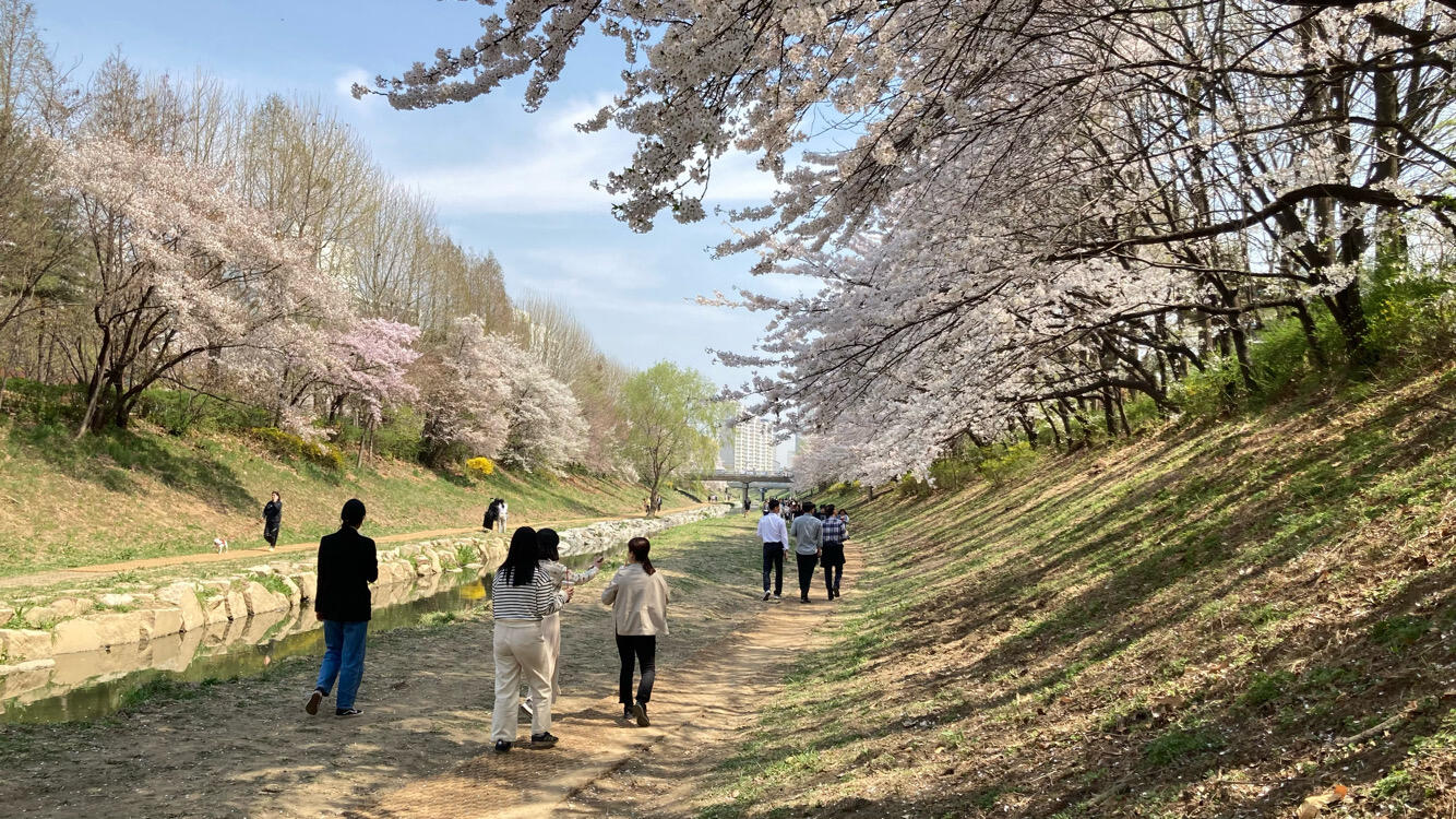 [사진] 굴포천의 벚꽃 - DPrime