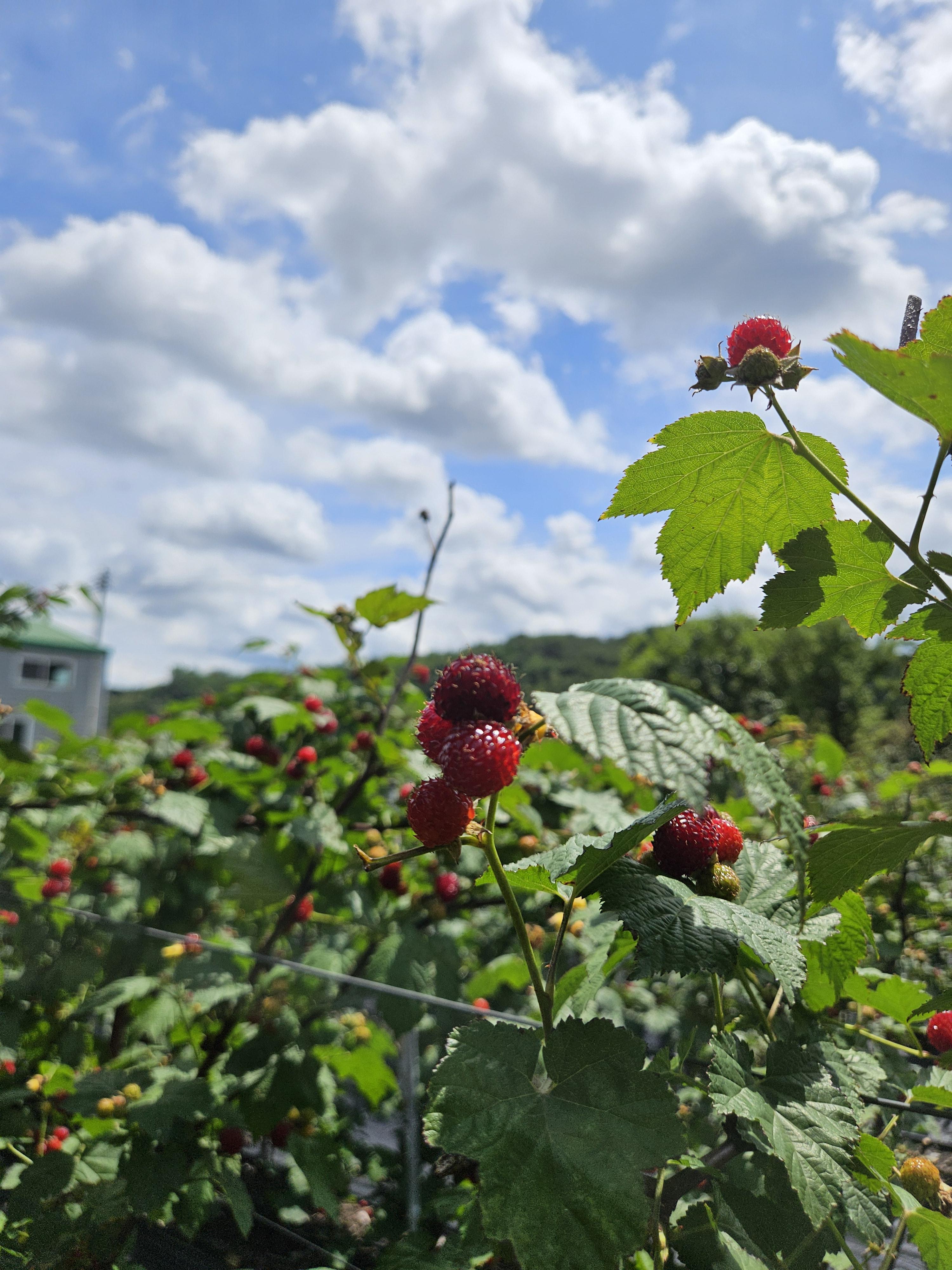 산딸기 체험왔습니다. - DPrime