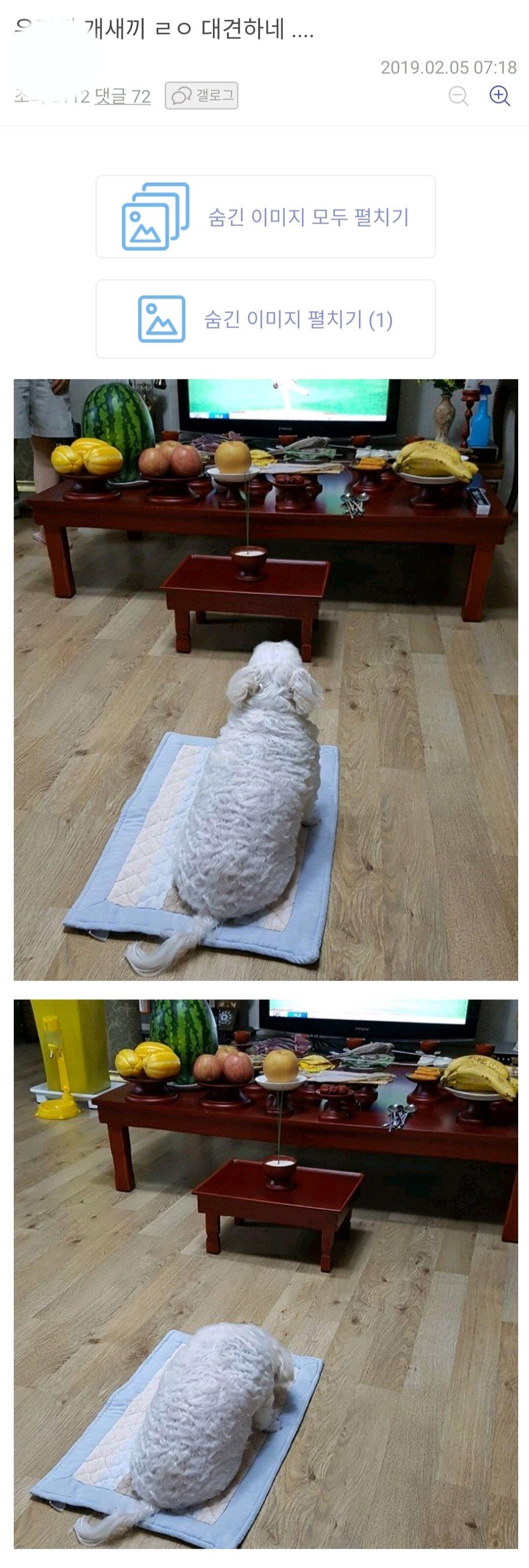 설날 댕댕이 - DVDPrime