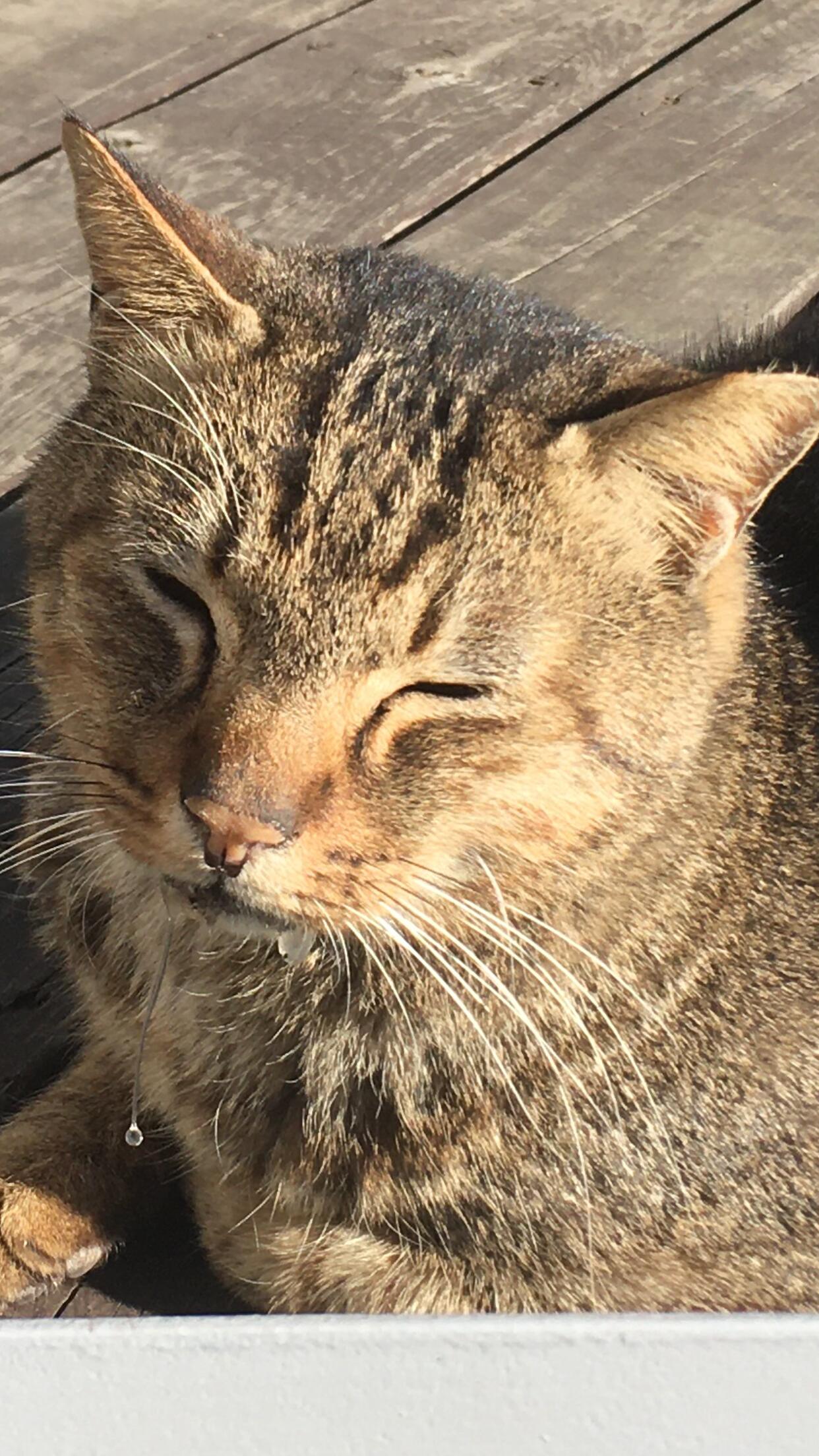 달콤한 꿈을 꾸었습니다. - DVDPrime