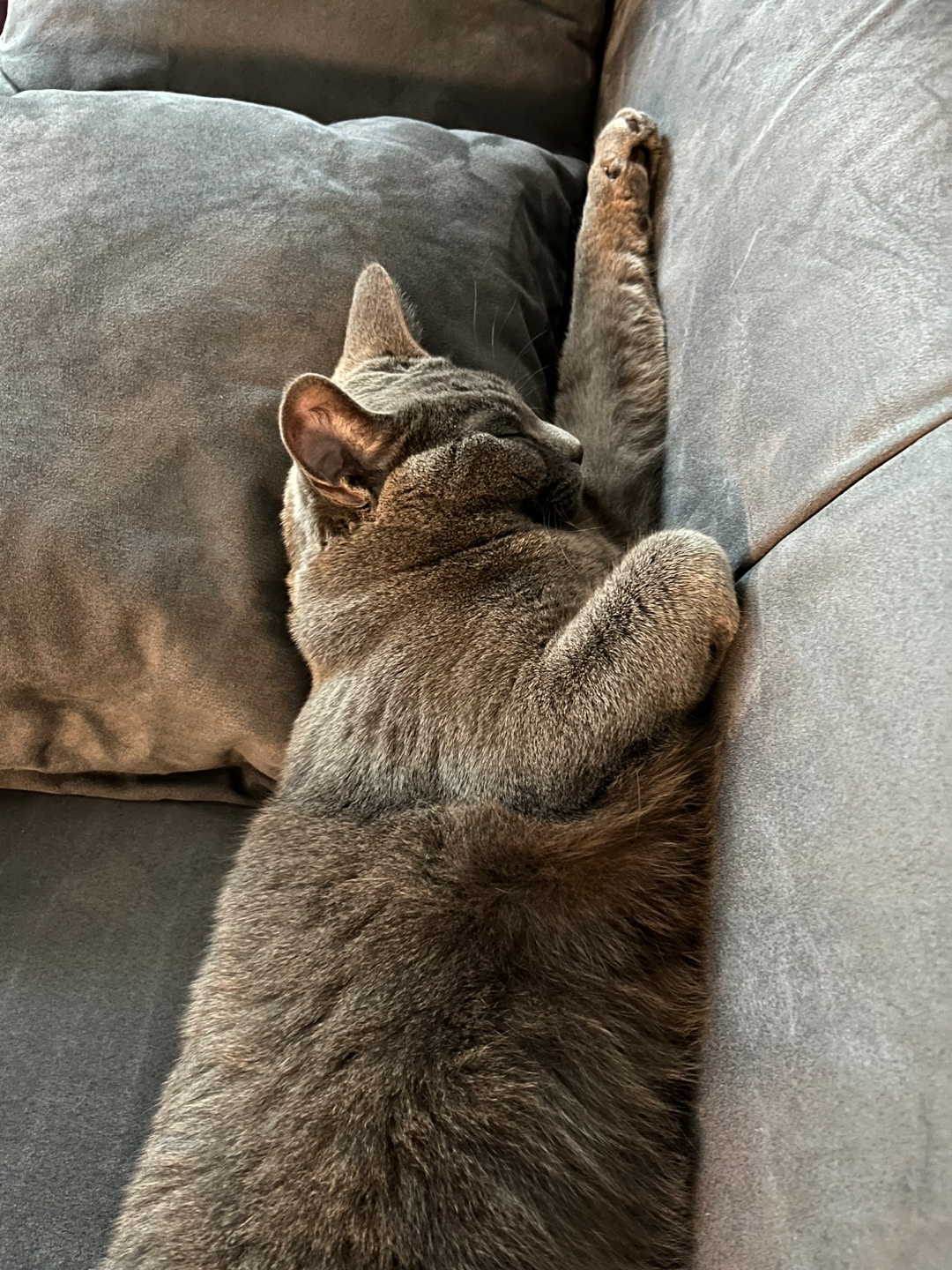 개표방송 시작하니 저희집 고양이가! - DPrime