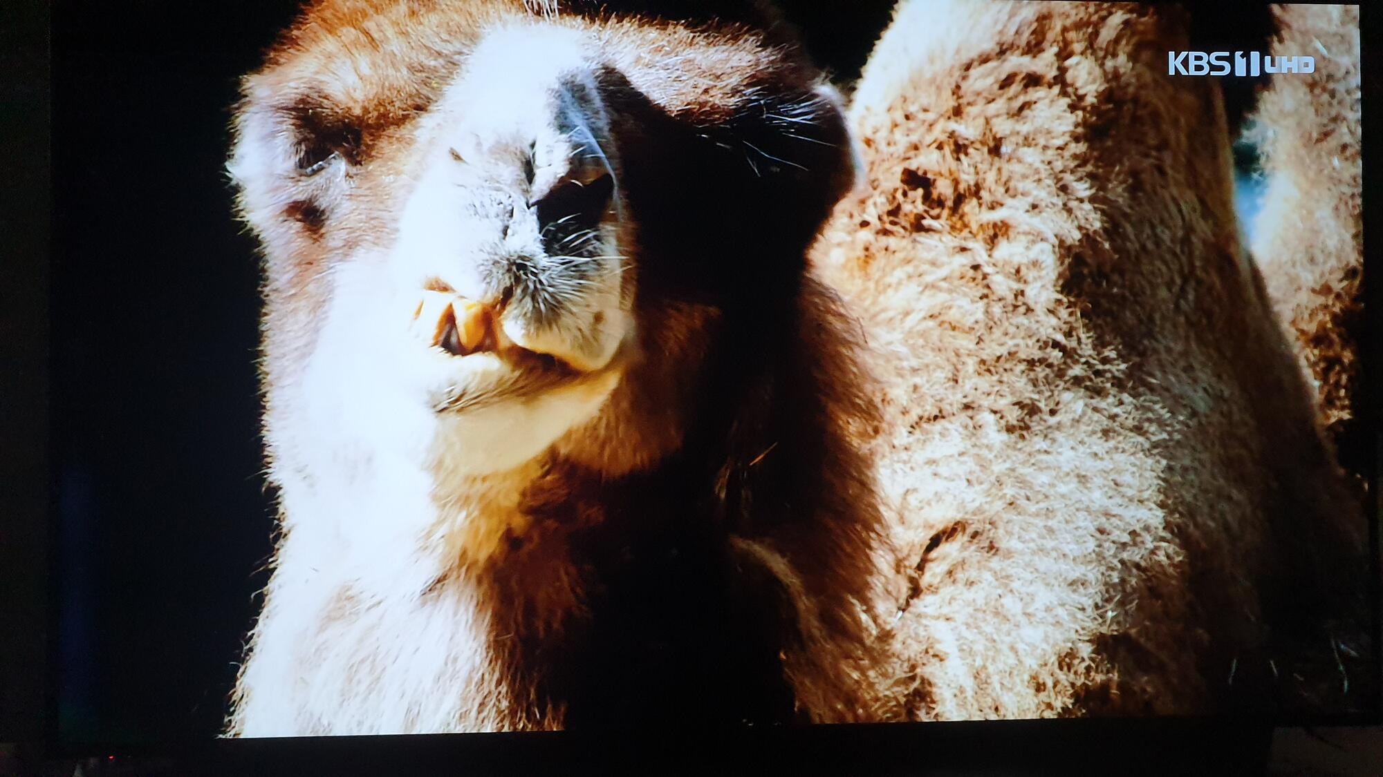 KBS1 UHD 동물의 왕국 캡쳐사진들 - DVDPrime