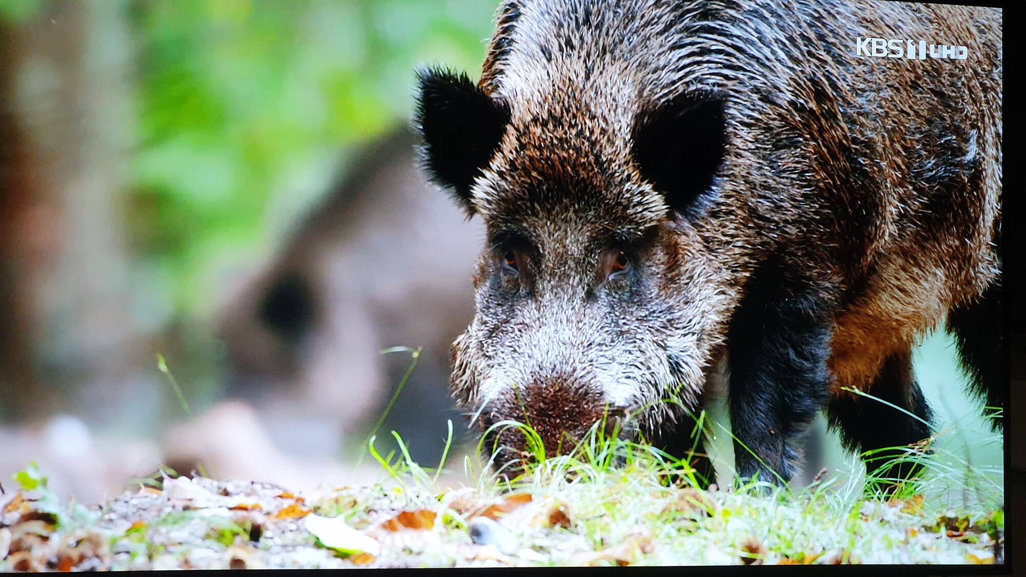 KBS1 UHD 동물의 왕국 캡쳐사진들 - DVDPrime